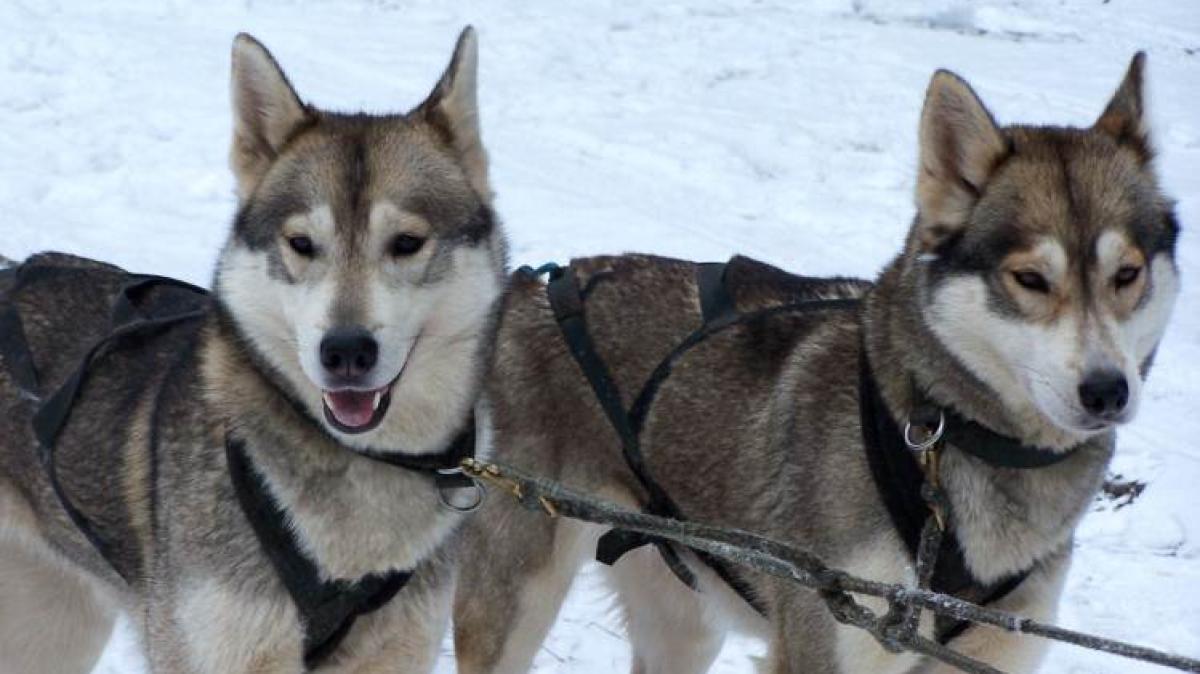 Hundeshow mit Husky-Rudel