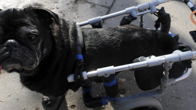 Mops Billy geht im HSV-Rollstuhl Gassi