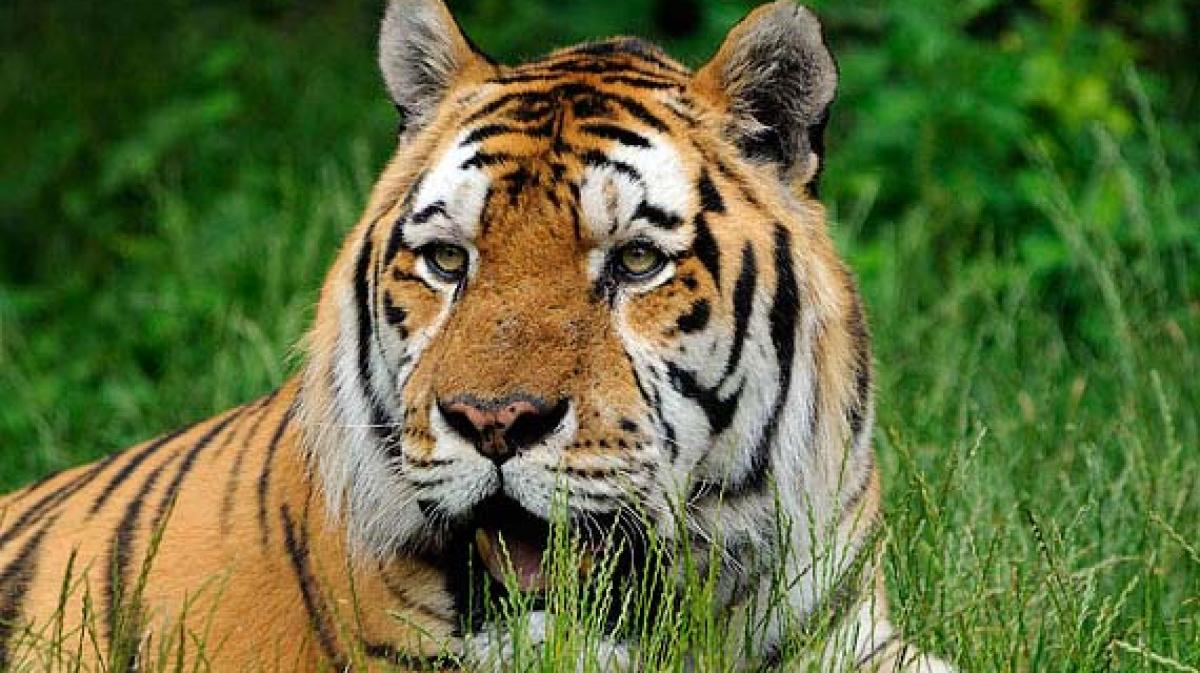 Ist der Tiger noch zu retten?