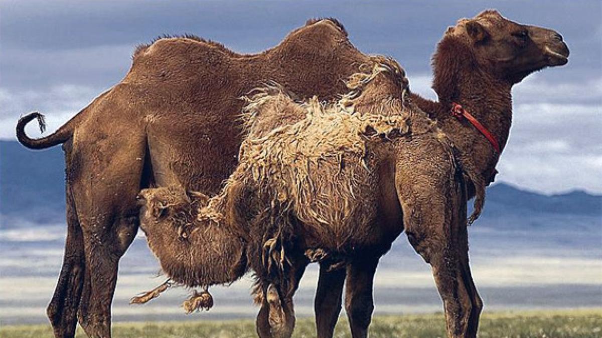 Die Rückkehr der Trampeltiere?