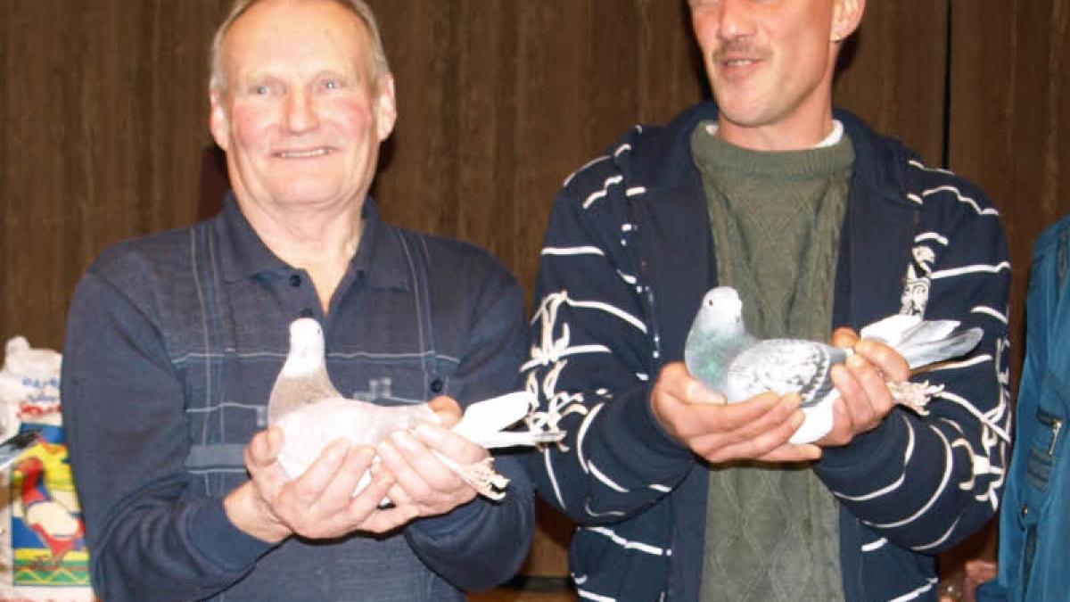 Preisgekrönte Brieftauben