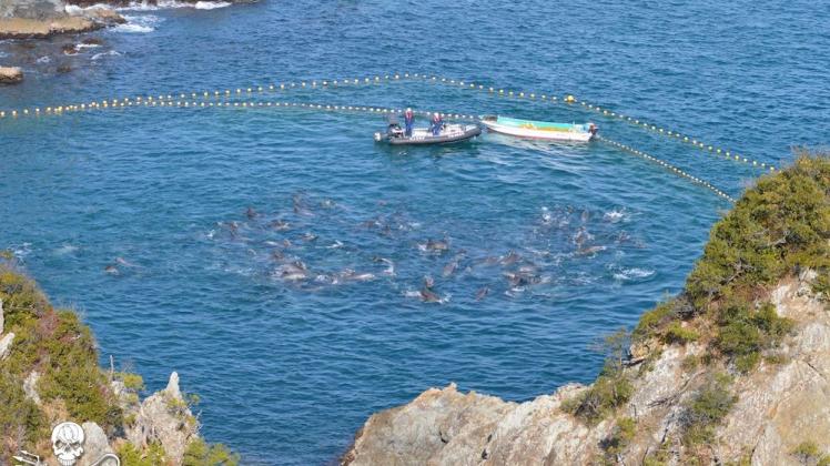 Japaner gehen wieder auf Delfin-Jagd | SHZ