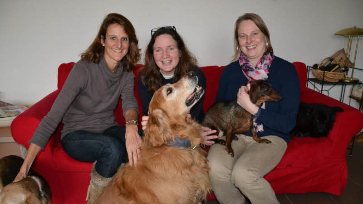 Zweite Chance für alte Hunde