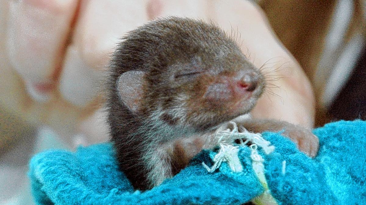 Martha sucht ein schönes Zuhause