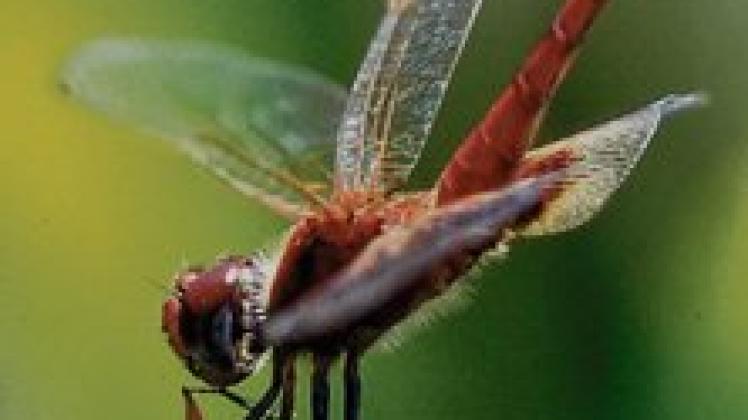 Bildervortrag über Libellen | SHZ