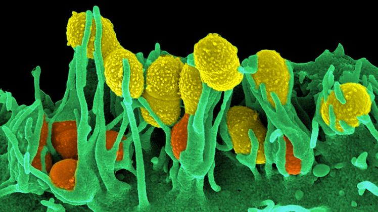 Eine Welt in unserem Körper | SHZ