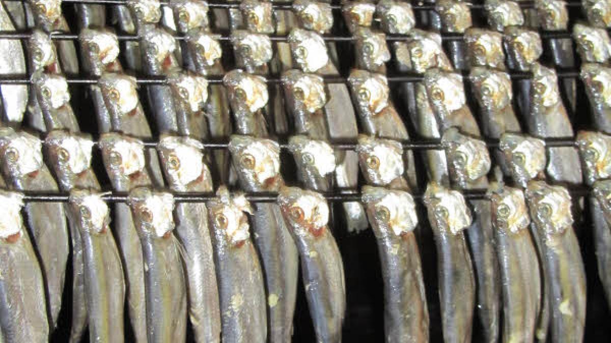 Nach 50 Jahren: Anräuchern in der Alten Fischräucherei