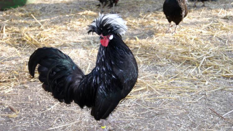 Hähne krähen wieder