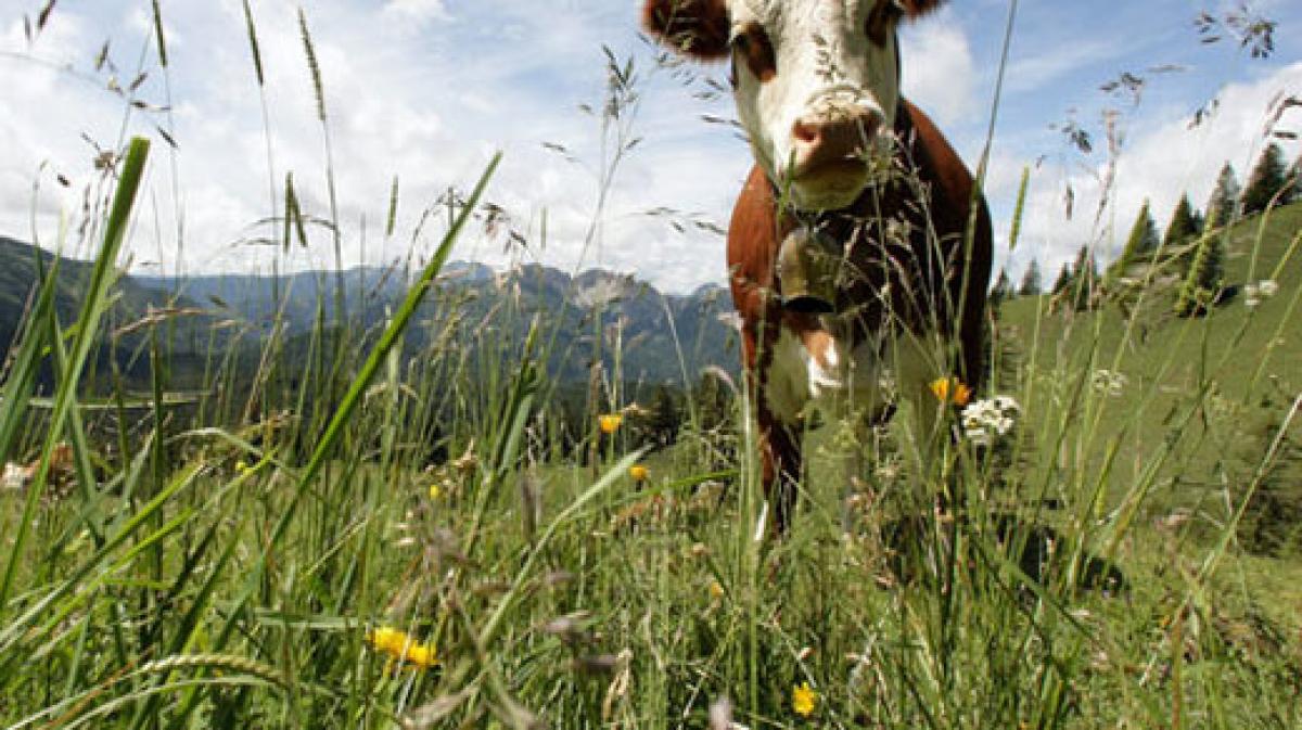Die schönsten Tierbilder vom Bauernhof