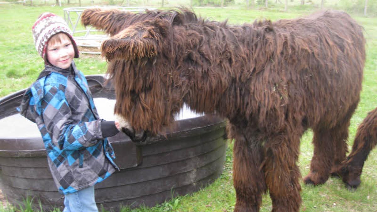 Saisonbeginn im Wisentpark: Keine Angst vor großen Tieren