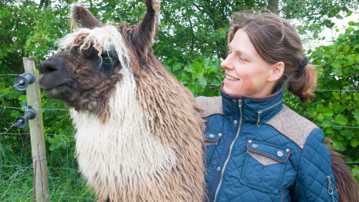 Keine Spuck-Gefahr: Lamas sind besser als ihr Ruf