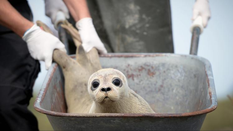 Die ersten Heuler sind ausgewildert