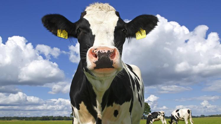 Das macht eine Kuh zur guten Kuh