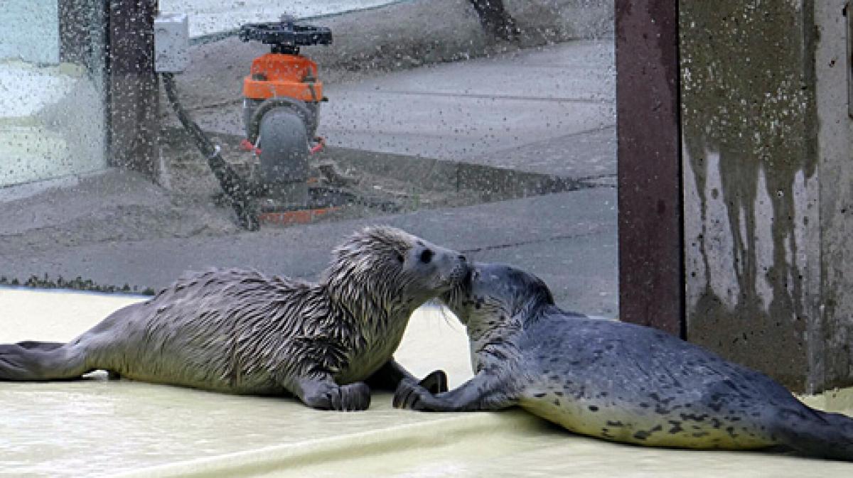 Die ersten Heuler in der Nordsee | SHZ