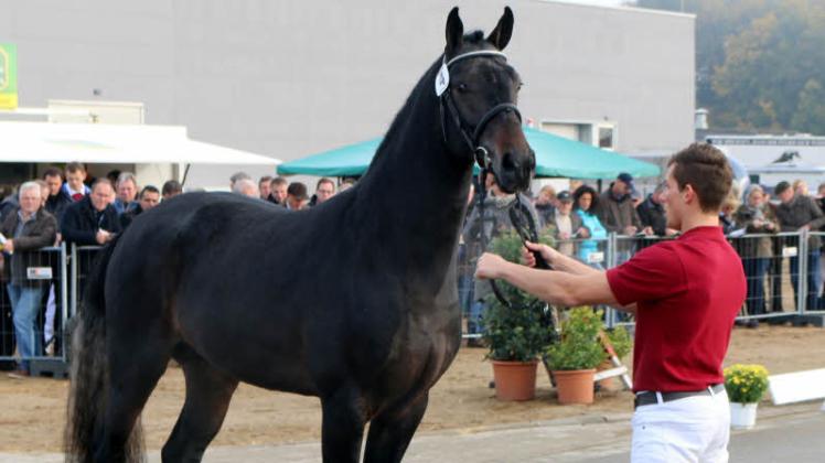 Auftakt für die stolzen Hengste
