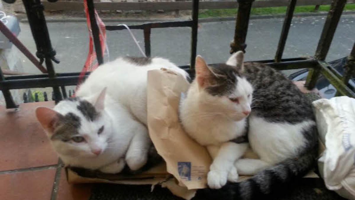 Rätselhaft: Sechs Katzen spurlos verschwunden
