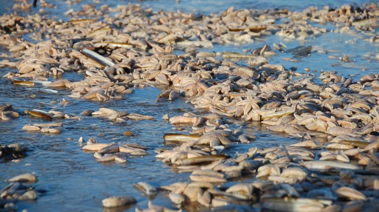 Tausende tote Seesterne an Sylter Strand
