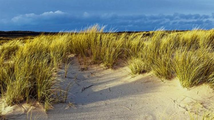 Robuster Hafer für den Inselschutz