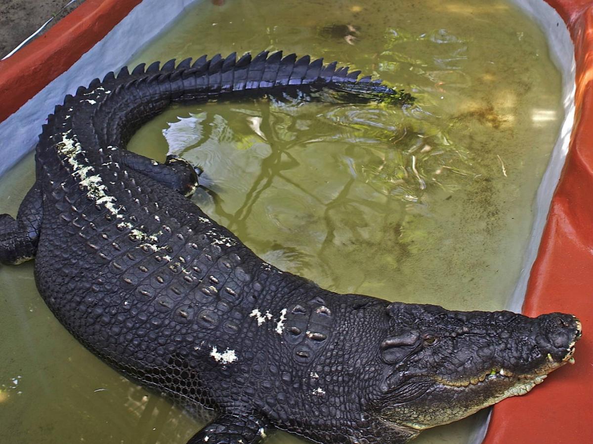 Riesenkrokodil Lolong