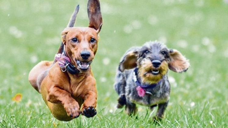 Dackelrennen im September