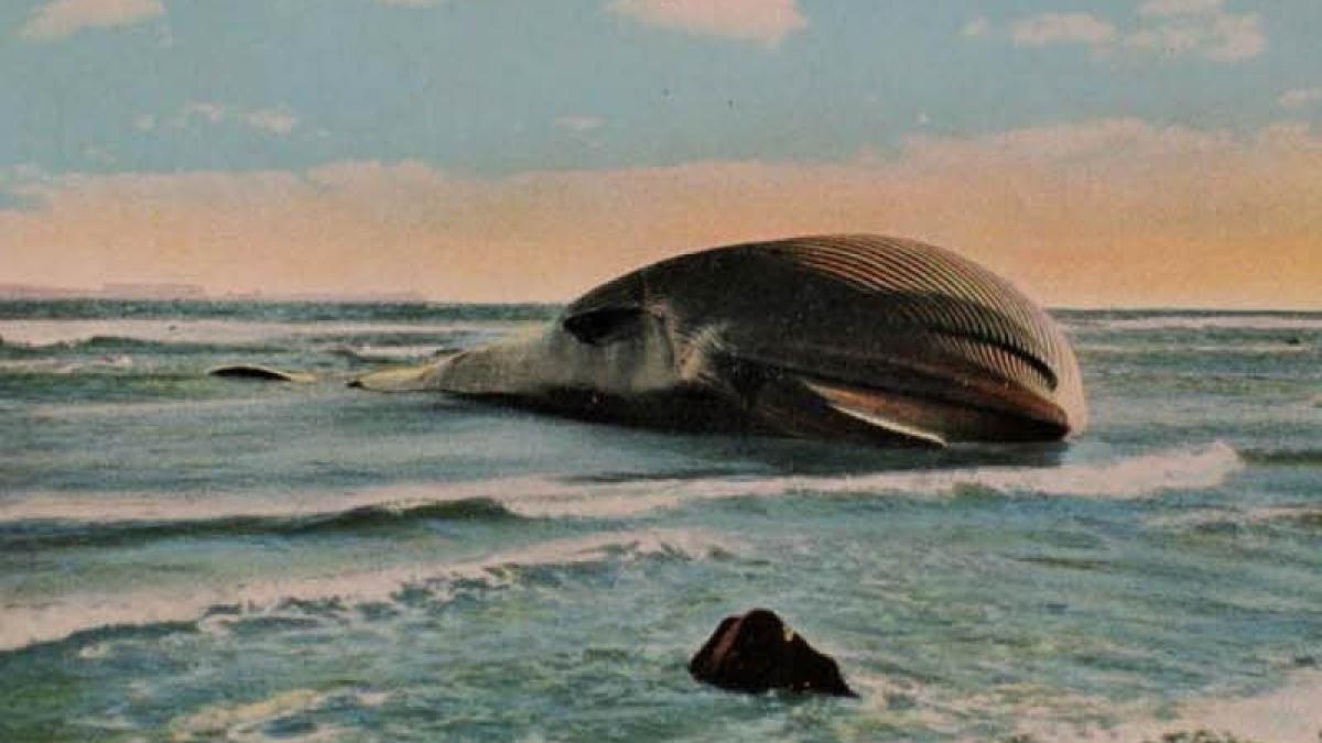 Tausende pilgern zum Wal am Strand