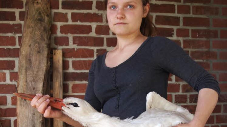 Storch schwer verletzt | SHZ