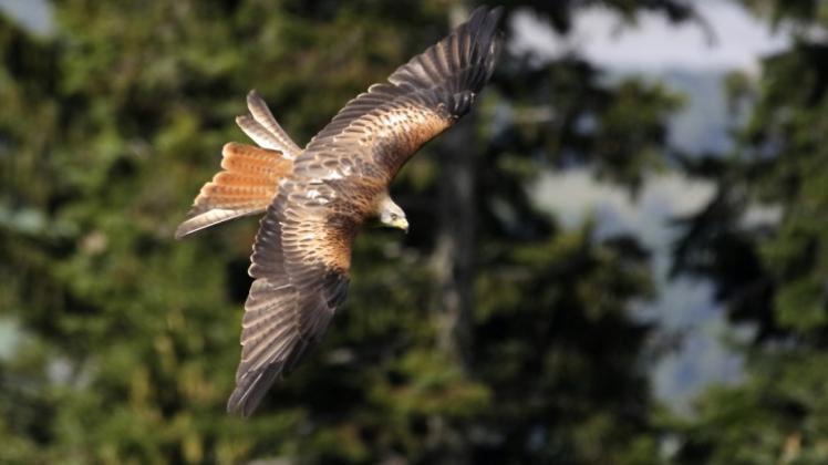 Bekommt Belm ersten Windrad-Vogelwart
