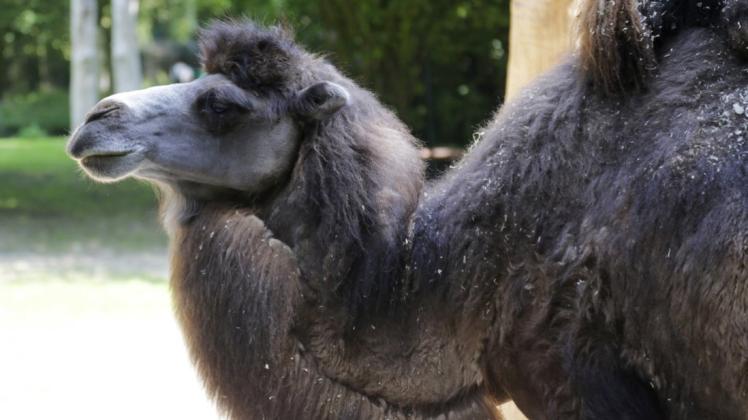Abschied der Trampeltiere im Zoo Osnabrück