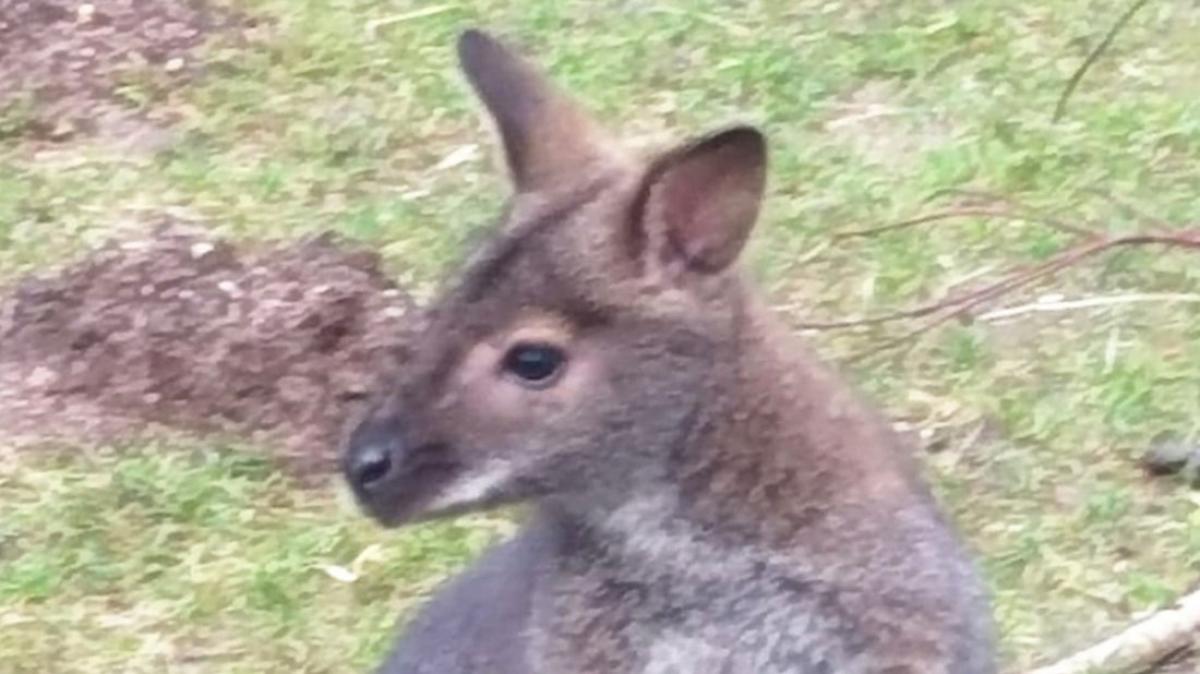 Känguru in Malente auf der Flucht – Tier gibt Rätsel auf