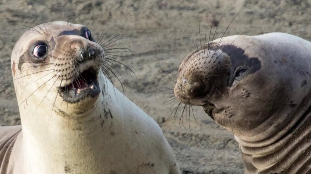 Video: Das sind die lustigsten Tierbilder der vergangenen Jahre