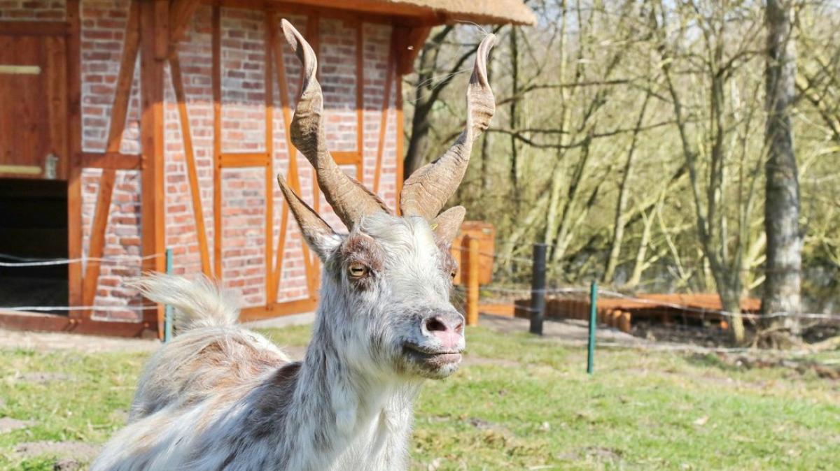 Arche Warder: Neues Zuhause für die Ziegen