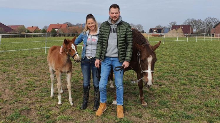 So fand Fohlen Freddy aus Haren eine besondere Pferdemama