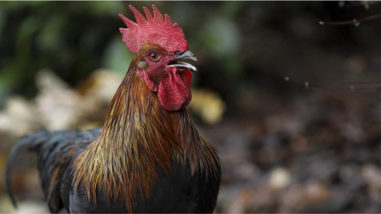 Maran-Hahn Pingu darf sein Zuhause in Osnabrück