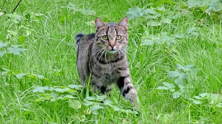 Landkreis Leer: Katzen kastrieren