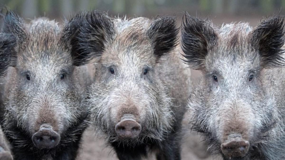 Delmenhorster Bundespolitikerin Mittag kritisiert