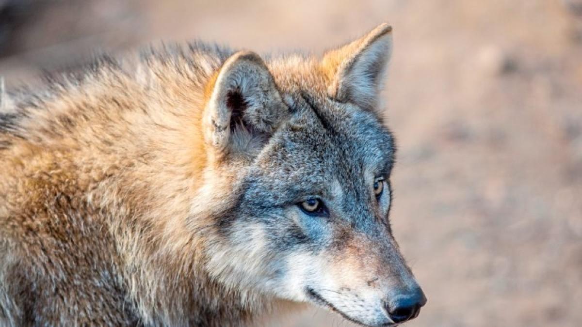 Lesung und Gespräch im Landhotel in Bad | NOZ