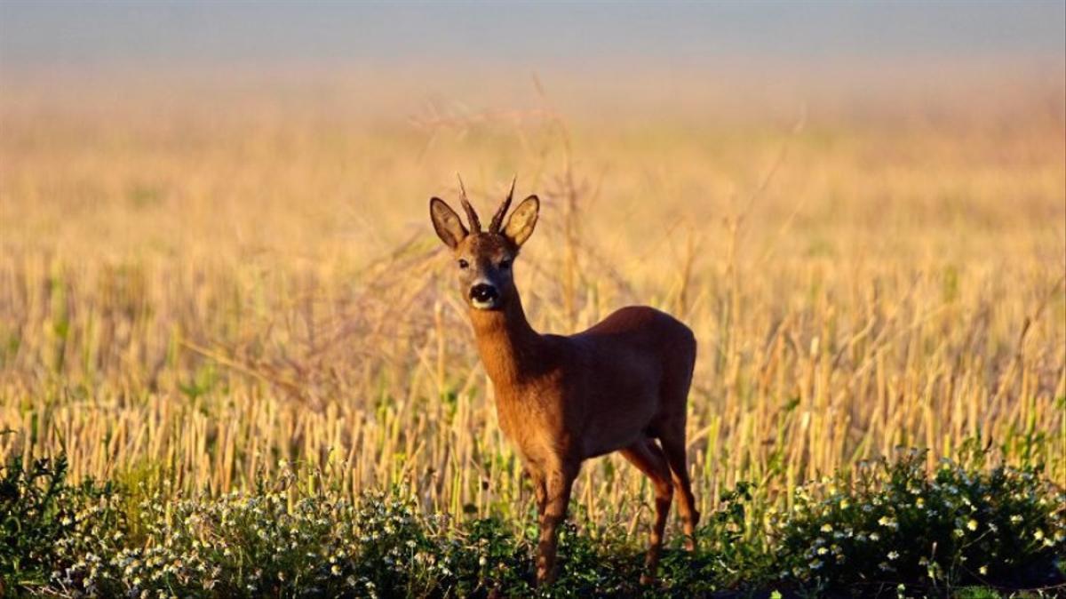 Wildschweine und Rehe kennen keine