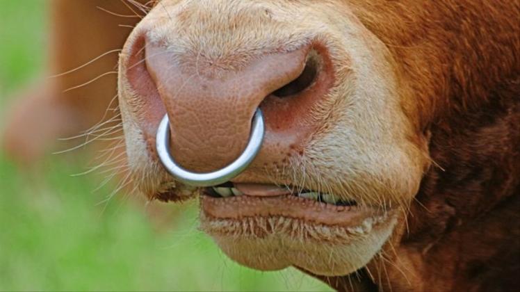 Bulle entkommt vom Schlachthof in