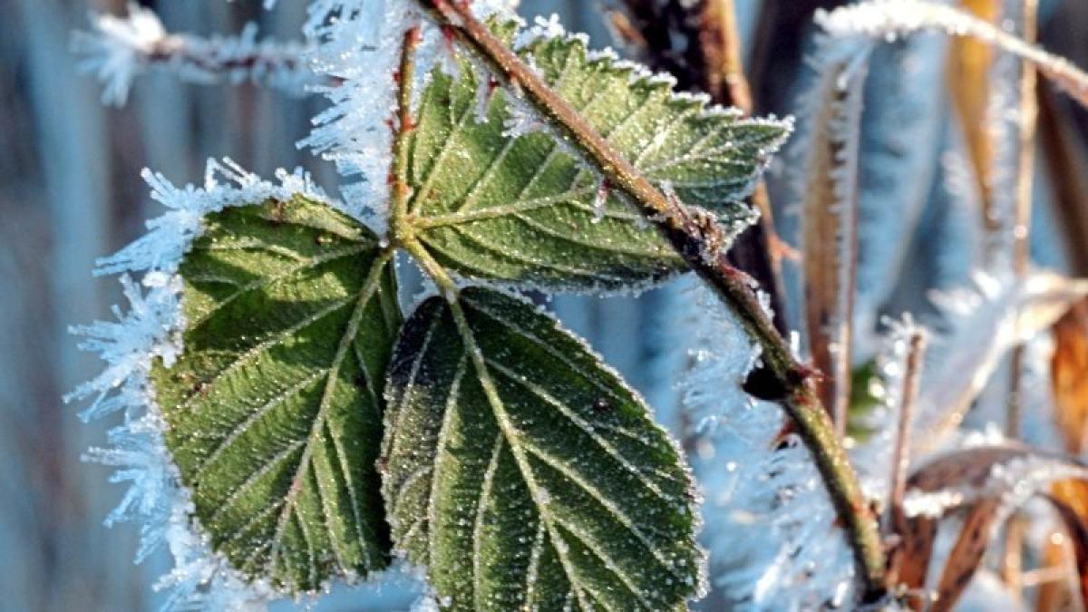 Pflege für die Pflanzen im Garten nach der