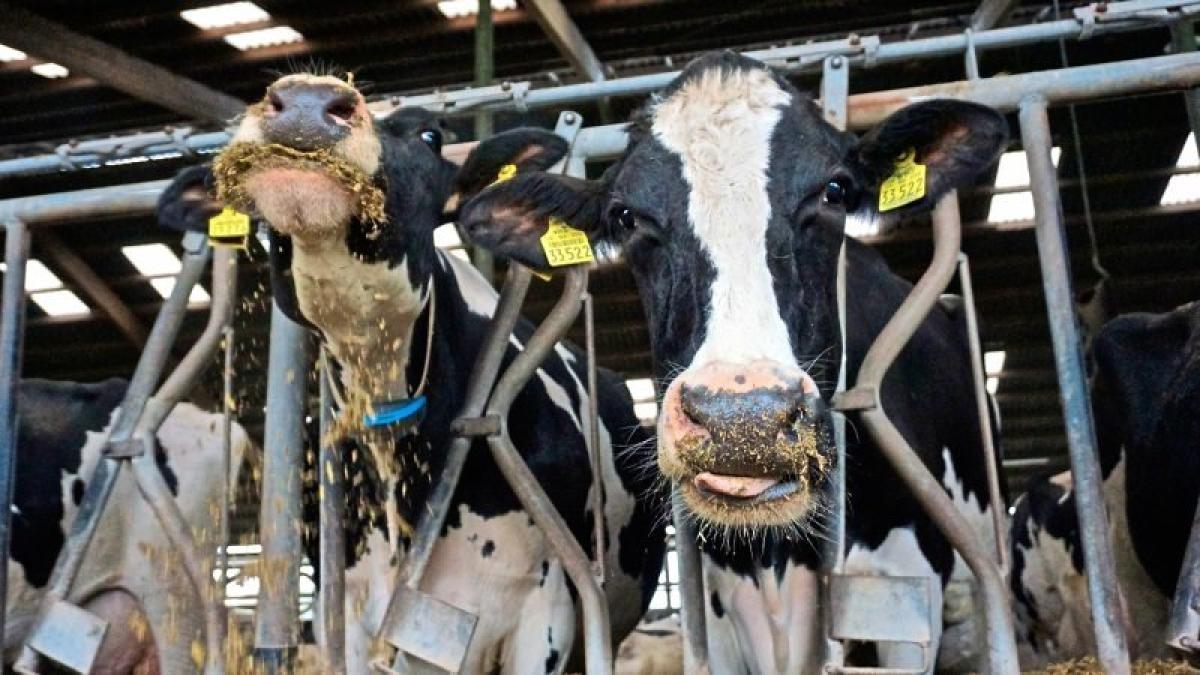 „BHV1“-Virus: 255 Rinder im Rheiderland
