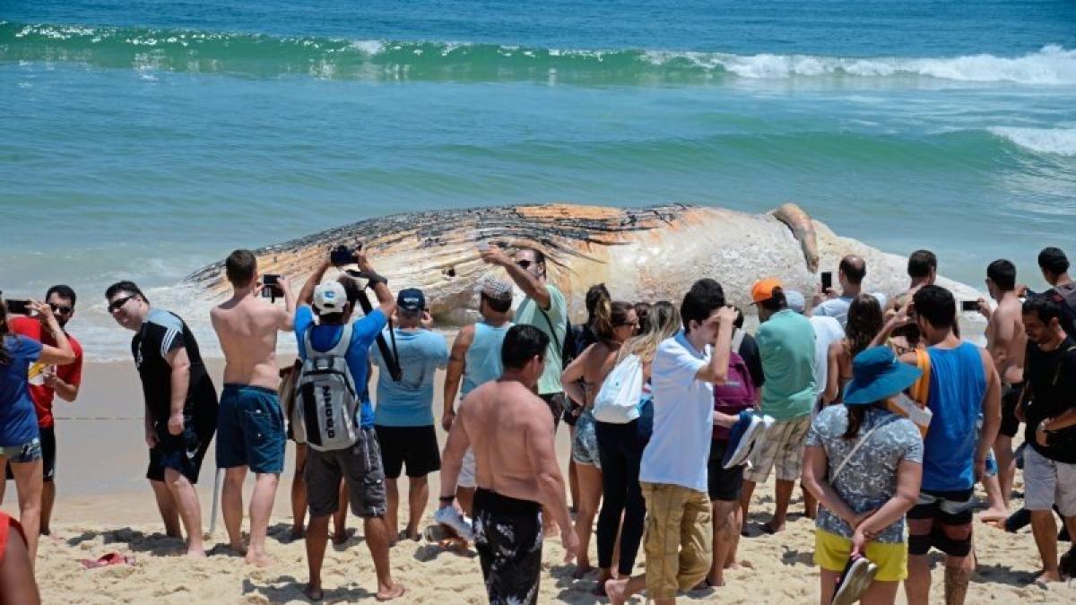 30-Tonnen-Wal am Strand in Rio de Janeiro | NOZ