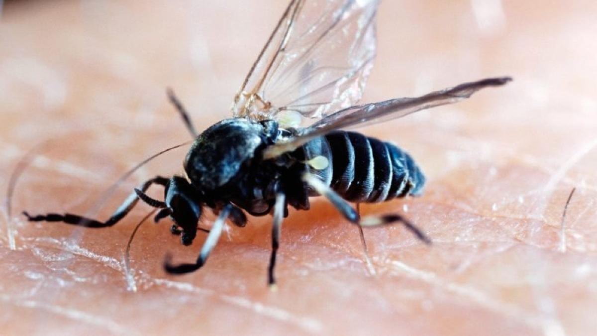 Biss der Kriebelmücke kann Schwellungen und Jucken verursachen