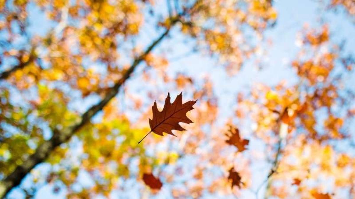 Stadt Delmenhorst bekommt fast 100 Bäume | DKO