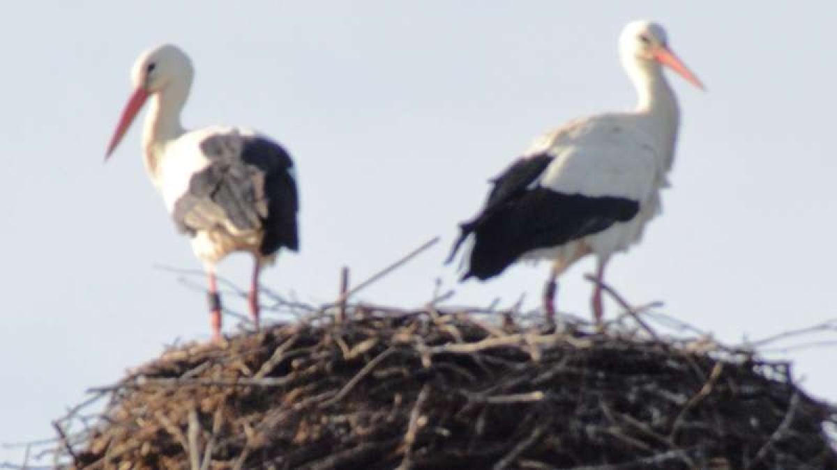 Die Störche sind da: Melle wird