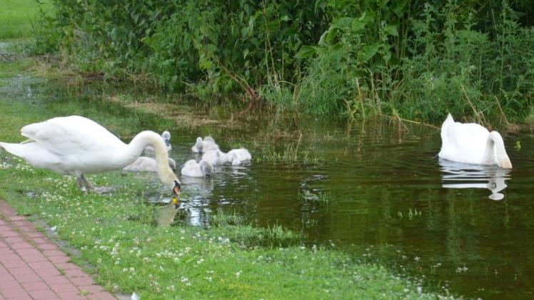 Bramsche: Toter Schwan am Hasesee – Ursache