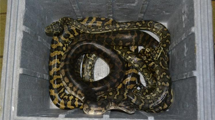 Drei Würgeschlangen auf Parkplatz | NOZ