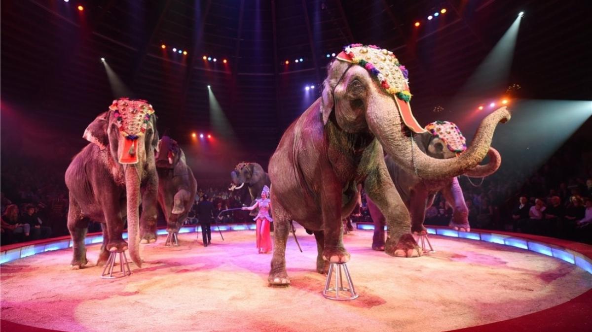 Der Elefant im Zirkus muss auch in Lingen