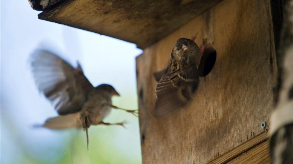 Delmenhorst: Stadt erinnert an Brut- und