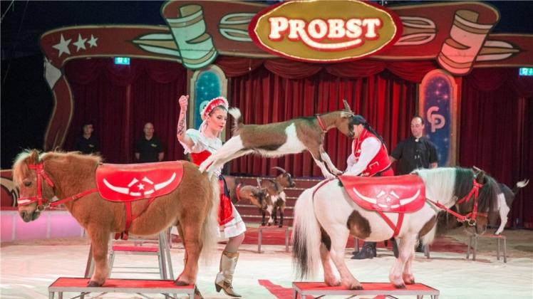 Premiere mit Froschkonzert: Circus Probst in