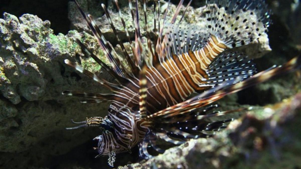 Giftige neue Bewohner im Zoo | NOZ